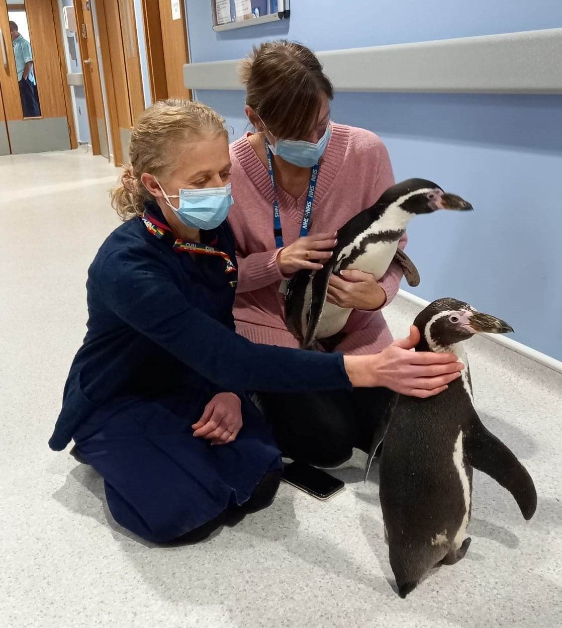 Special hospital visitors Pringle and Widget spread a little festive ...